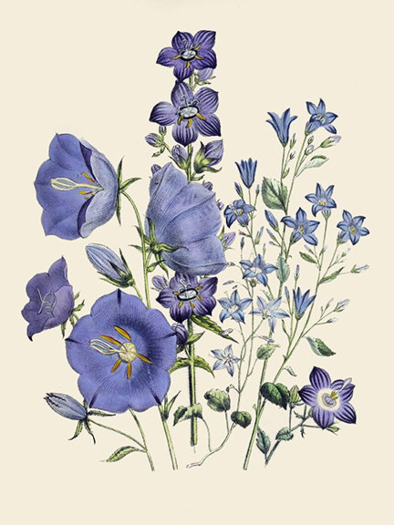 Botanical Print Blue Flower Bouquet Antique Print Set | Etsy
