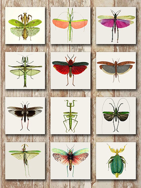 Colección De Insectos De Colores Colección De Color De Insectos,