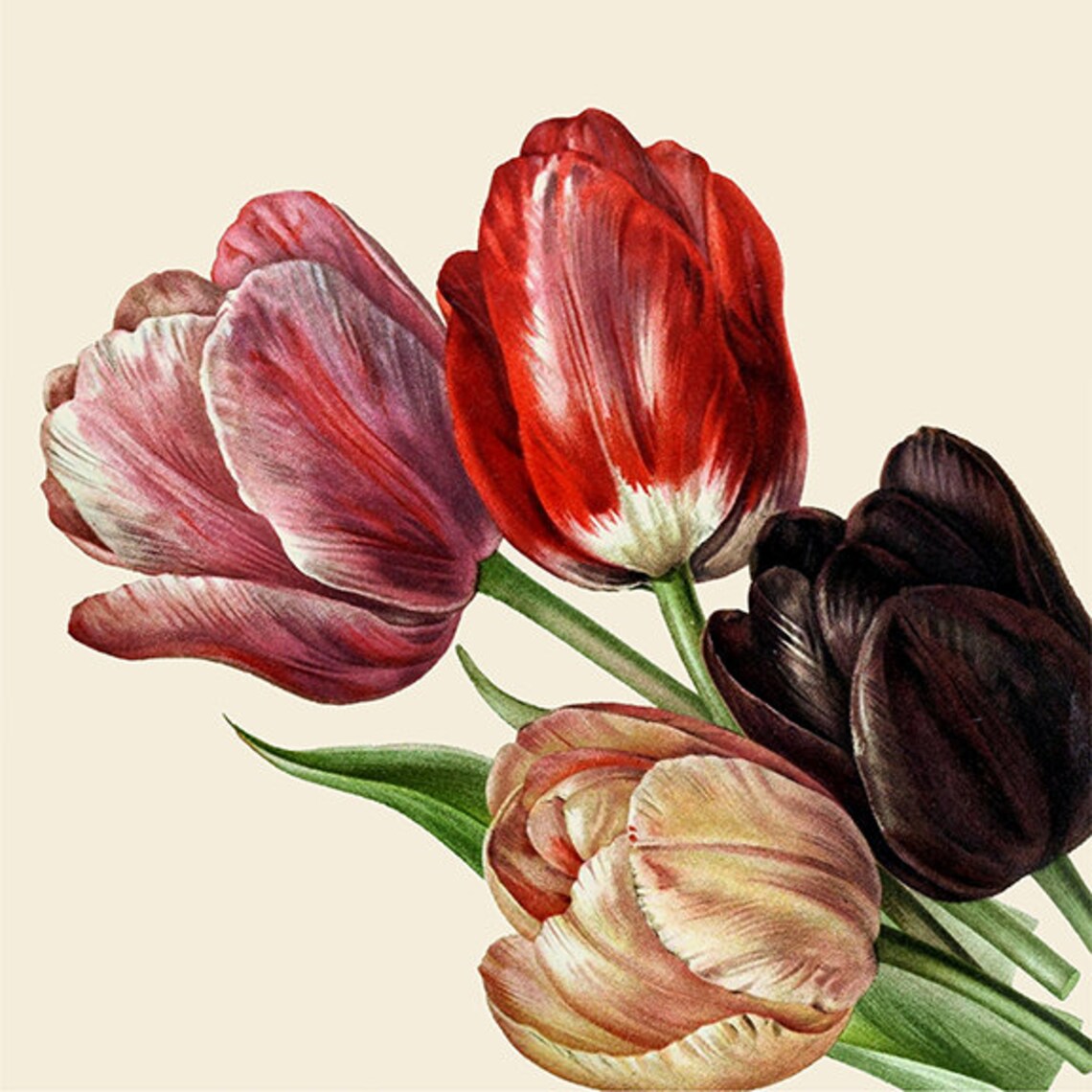 Tulip Botanical Art Prints | Etsy