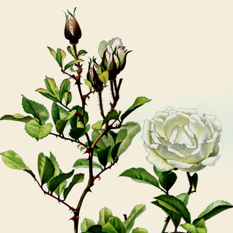 Old White Rose Botanical Illustrations - Etsy