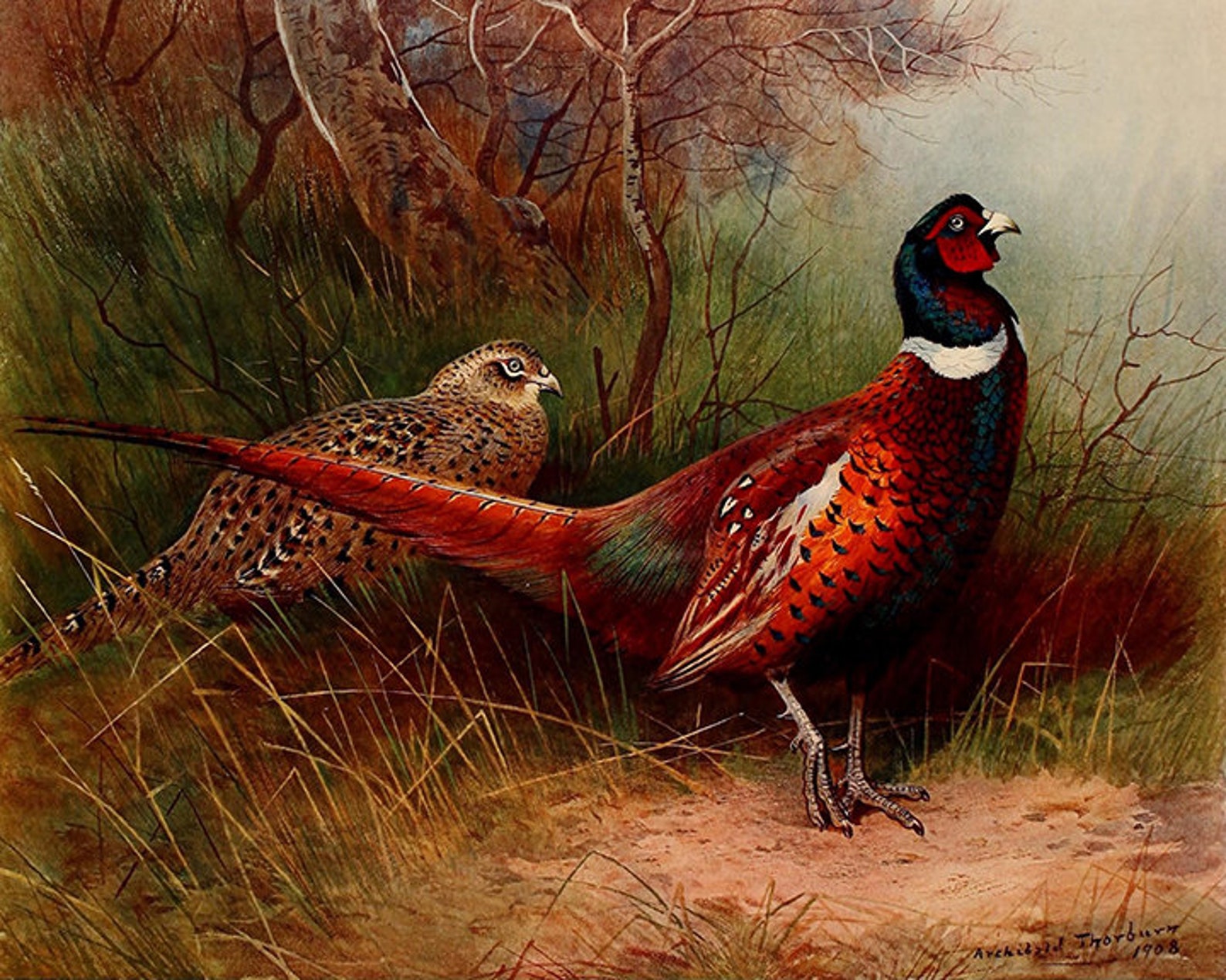 Pheasant Varieties Zoological Illustration Set | Etsy