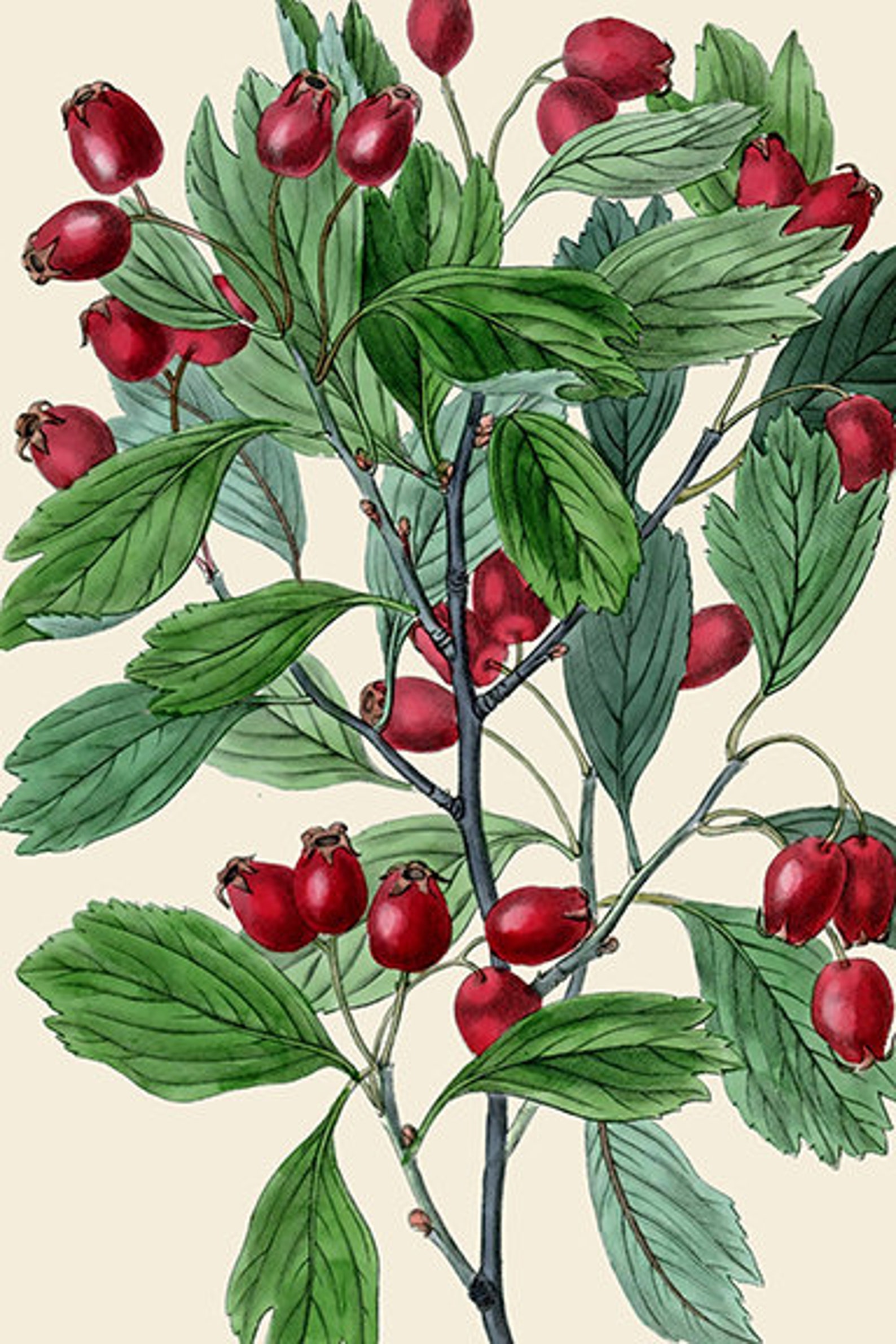 Berry Botanical Illustrations From Historical Sources Antique | Etsy