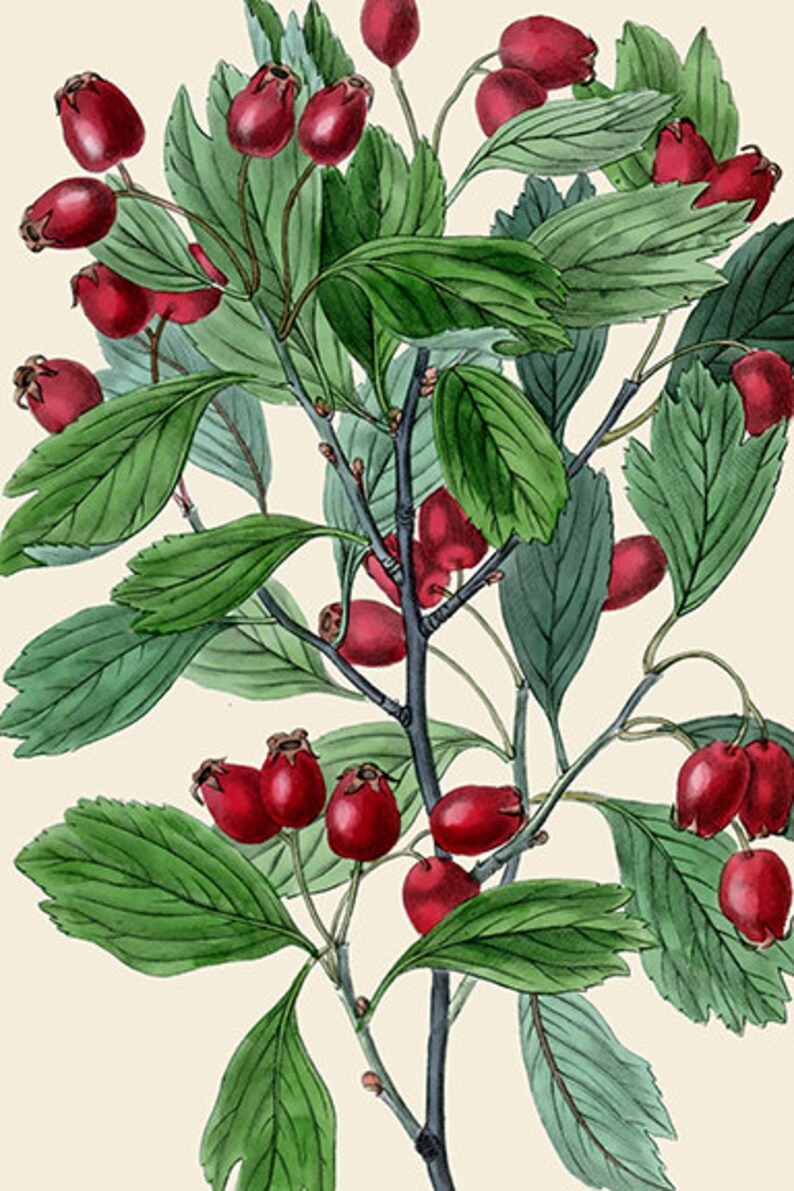 Berry Botanical Illustrations From Historical Sources Antique | Etsy