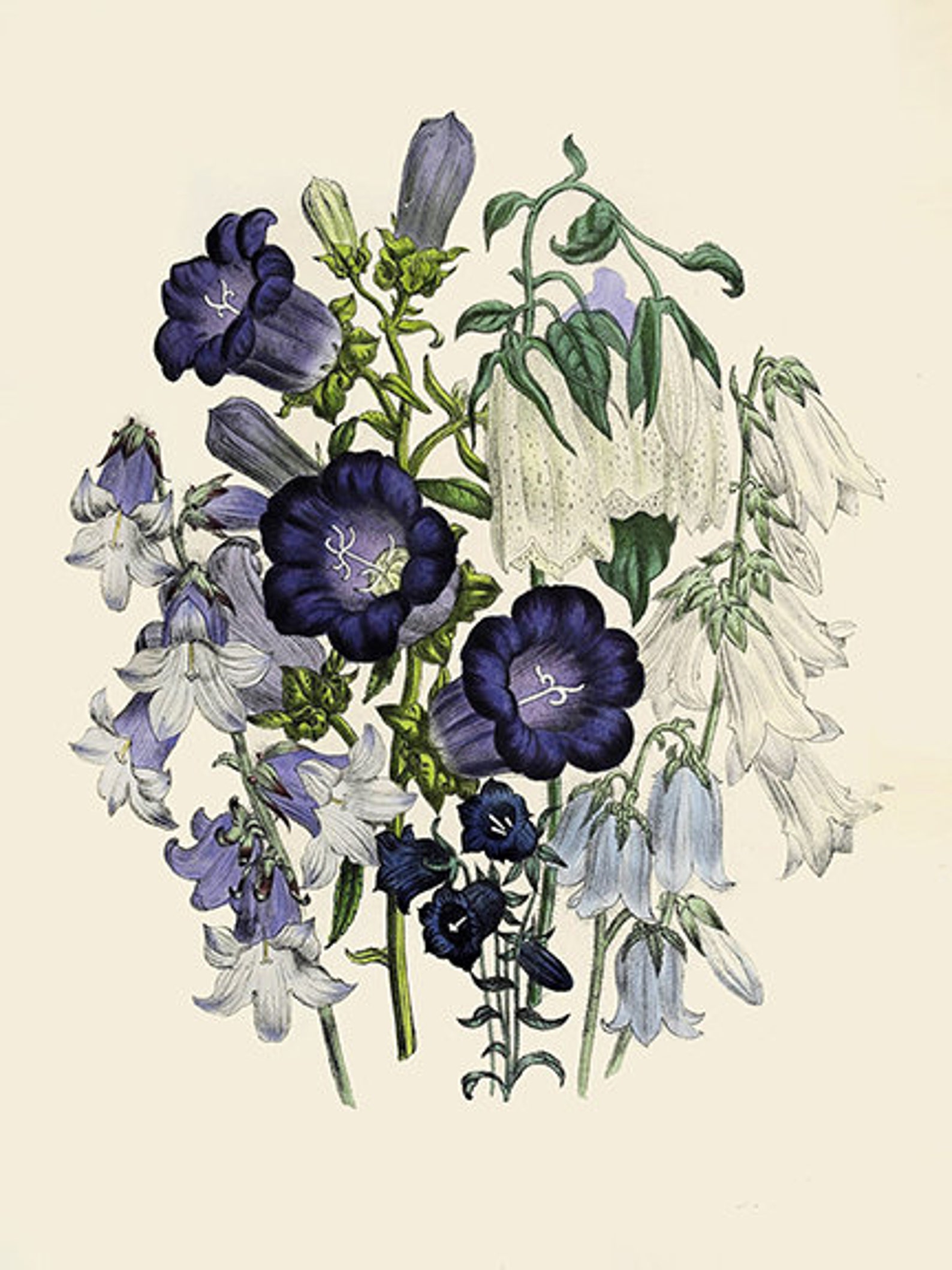 Botanical Print Blue Flower Bouquet Antique Print Set | Etsy