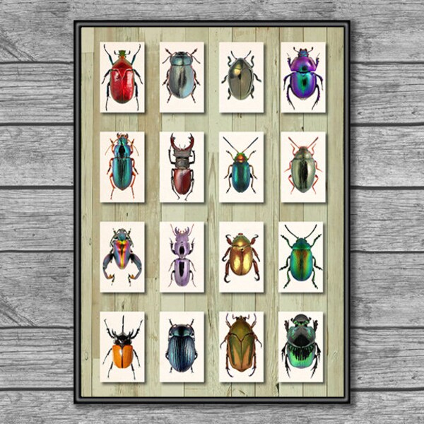 Insect Collection - Etsy