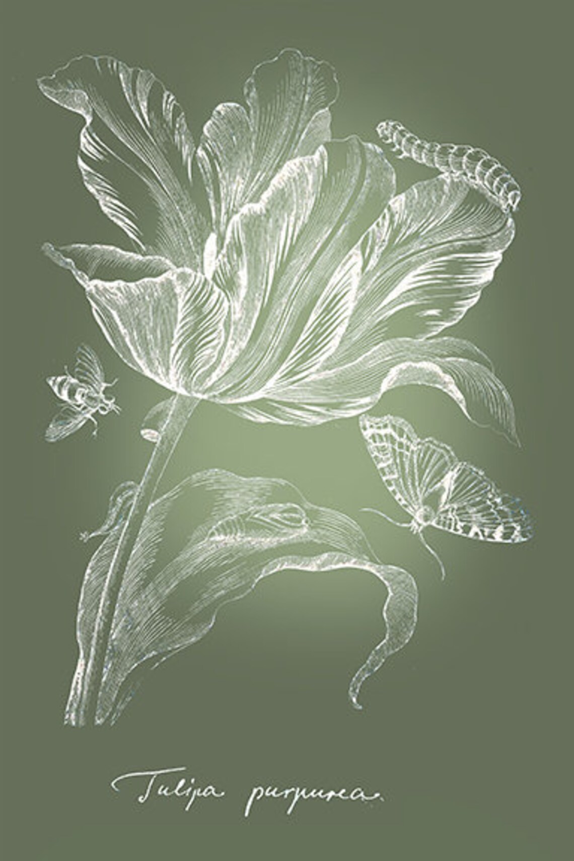 Butterfly Metamorphosis Prints in Monochrome Antique Botanical Print ...