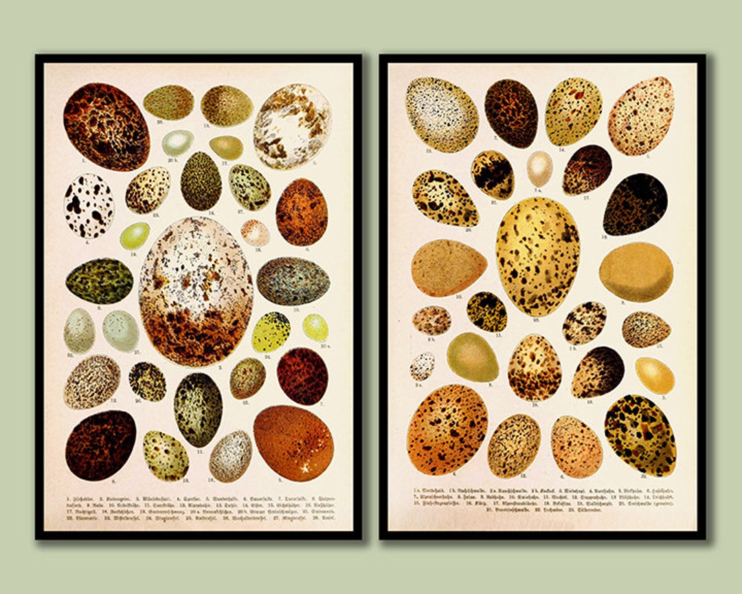 Bird Egg Chart Antique Botanical Print. - Etsy