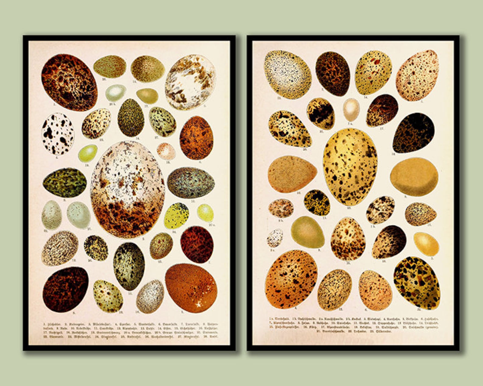 Bird Egg Chart Antique Botanical Print. | Etsy