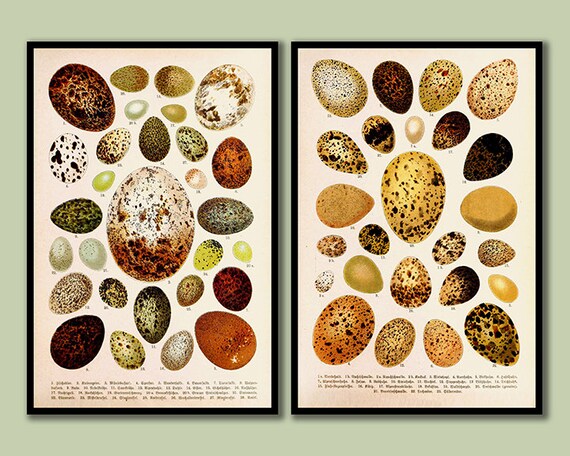 Bird Egg Chart Antique Botanical Print. | Etsy