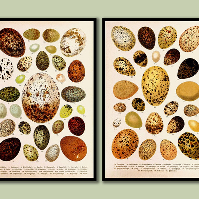 Bird Eggs Chart - Etsy