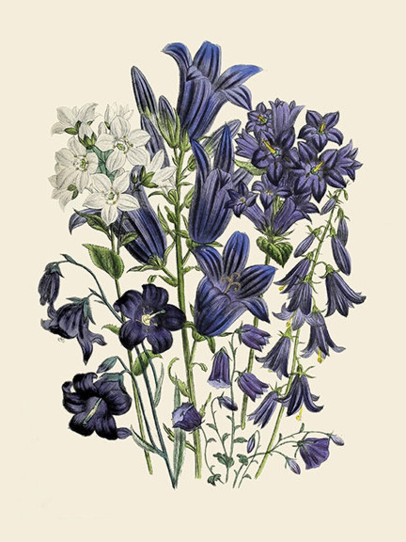Botanical Print Blue Flower Bouquet Antique Print Set - Etsy