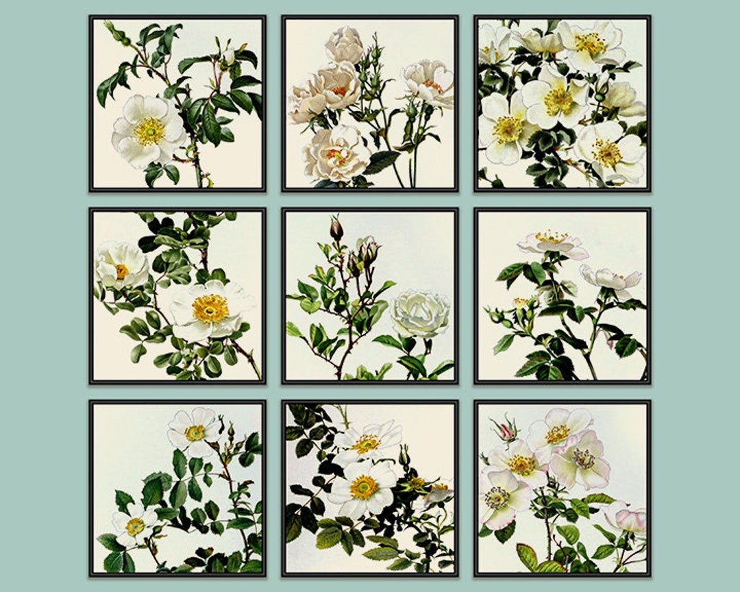Old White Rose Botanical Illustrations - Etsy