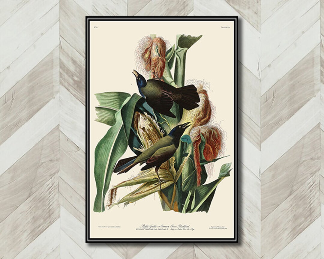 John James Audubon Bird Print Illustrations Plate 7 - Etsy