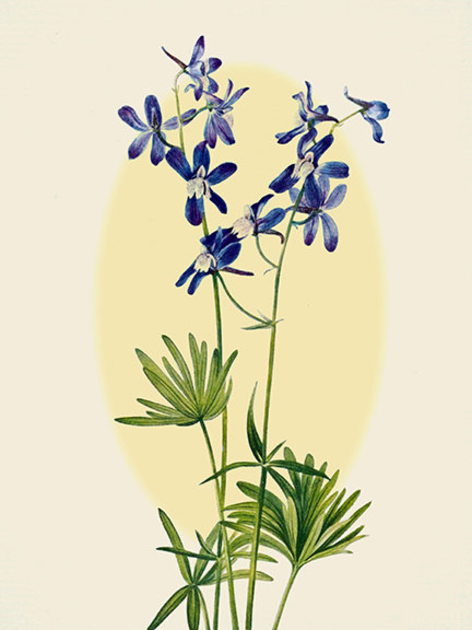 French Botanical Print Blue Wild Flowers Antique Print Set | Etsy