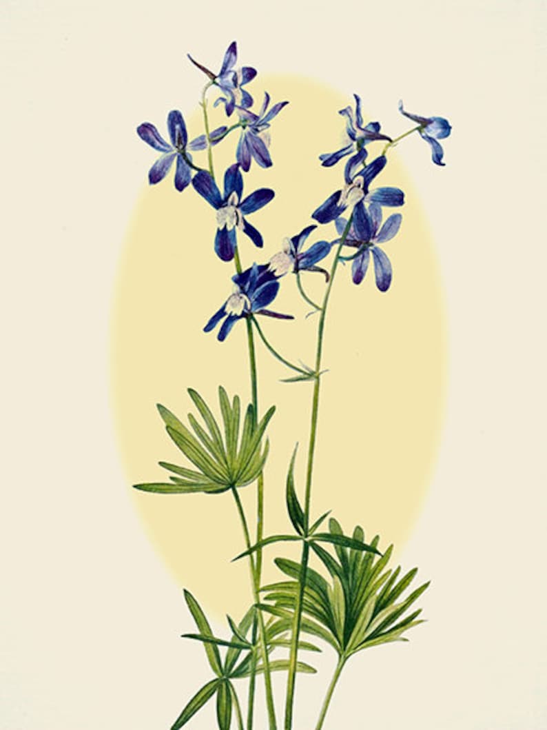 French Botanical Print Blue Wild Flowers, Antique Print Set - Etsy