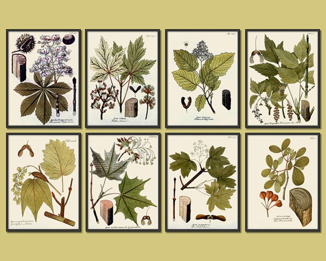 Tree Leaf and Seed Identification Botanical Prints - Etsy