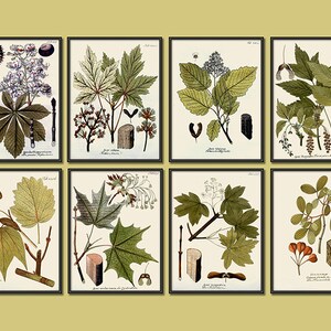 Tree Leaf and Seed Identification Botanical Prints - Etsy