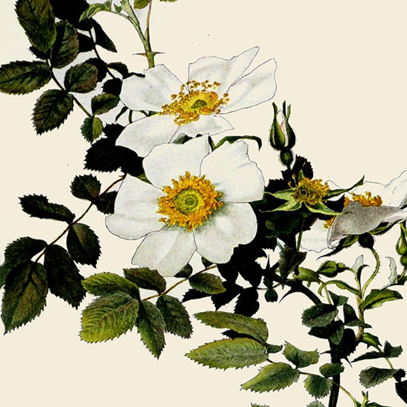 Old White Rose Botanical Illustrations | Etsy