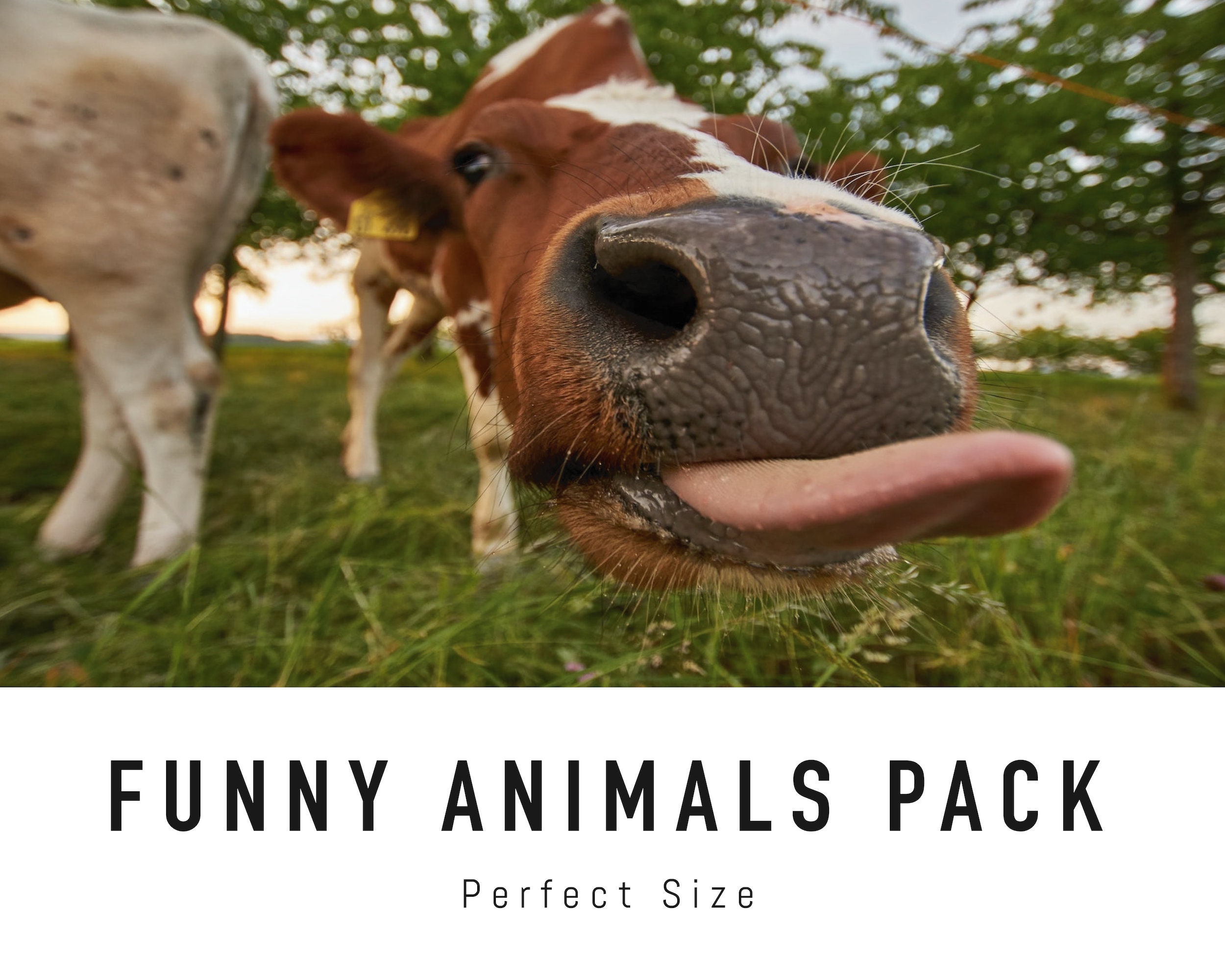 Funny Animals Zoom Background Pack - 5 Virtual Background Images for ...