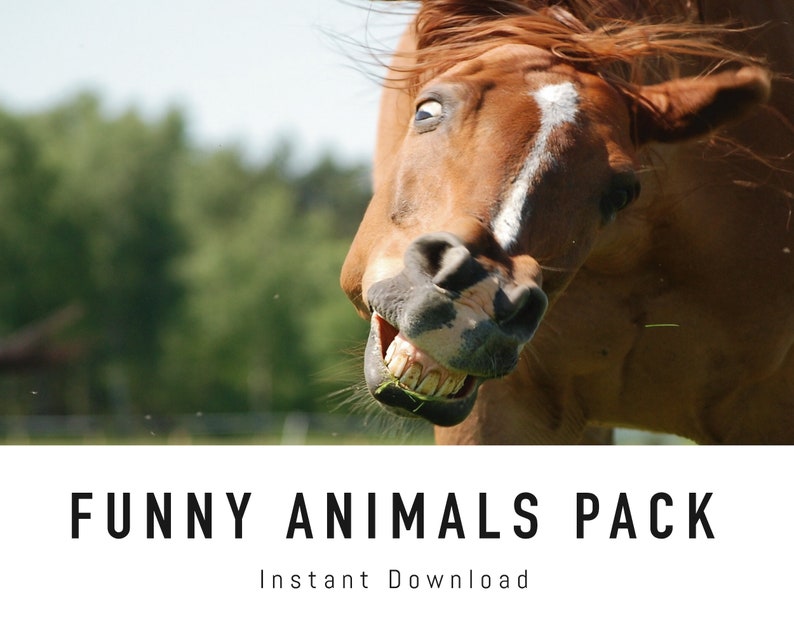 Funny Animals Zoom Background Pack - 5 Virtual Background Images for ...