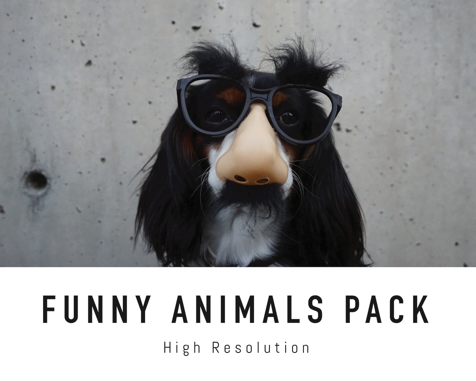 Funny Animals Zoom Background Pack - 5 Virtual Background Images for ...