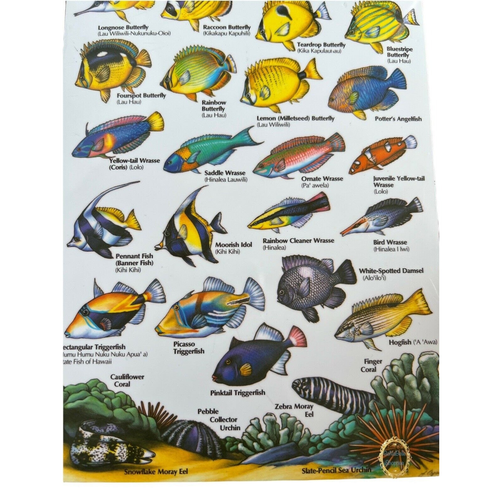 Tropical Fish Identification Guide