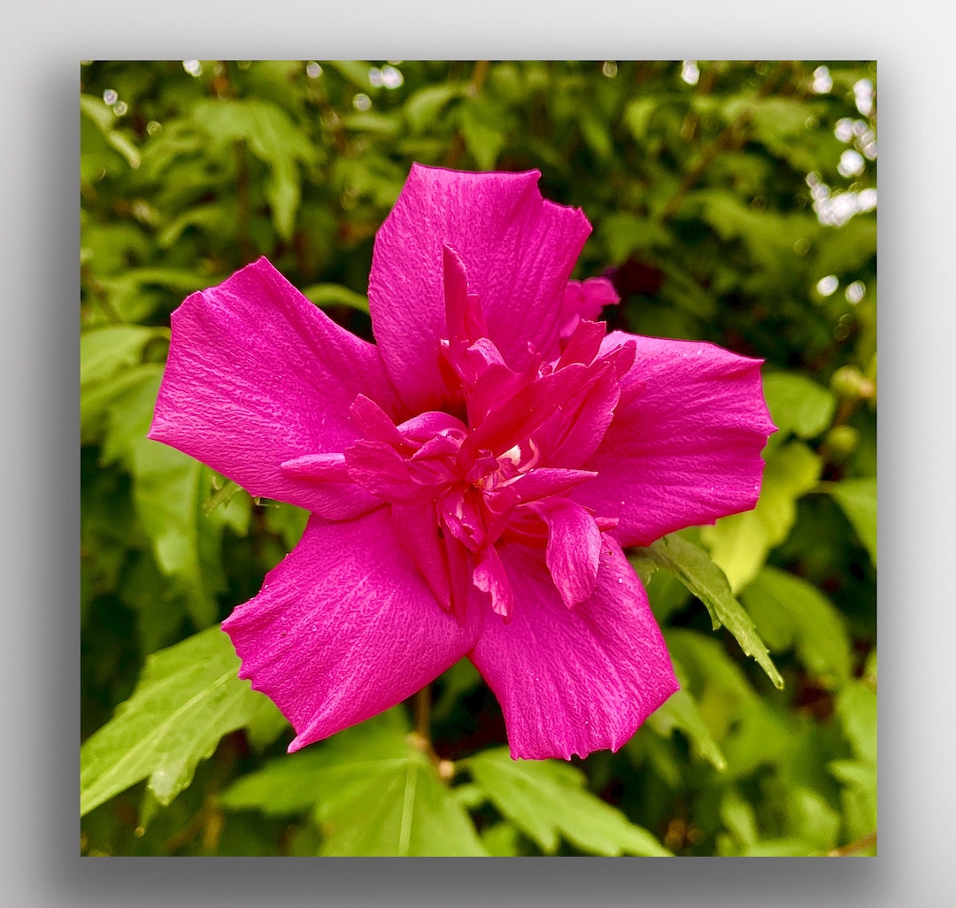 Pink Rose of Sharon Flower Square Photo Print - Etsy