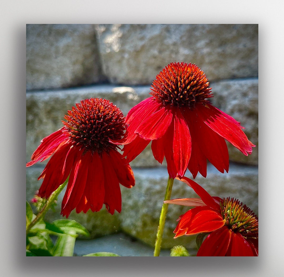 Nature Print Square Red Coneflowers Echinacea Photo - Etsy