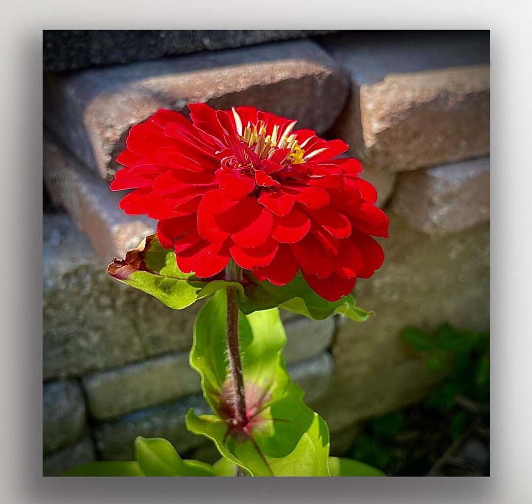 Red Zinnia in Front of Rock Wall Square Photo Print - Etsy