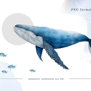 Watercolor Sea Life, Ocean Animals PNG, Sea Creatures, Jellyfish, Shark ...