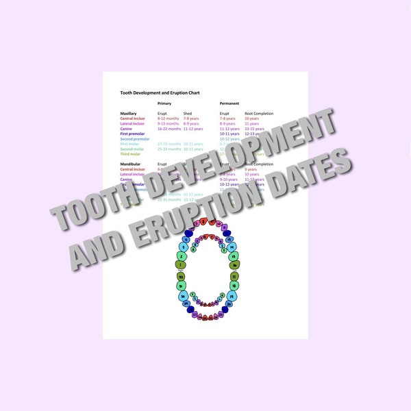 Dental Cheat Sheet - Etsy UK