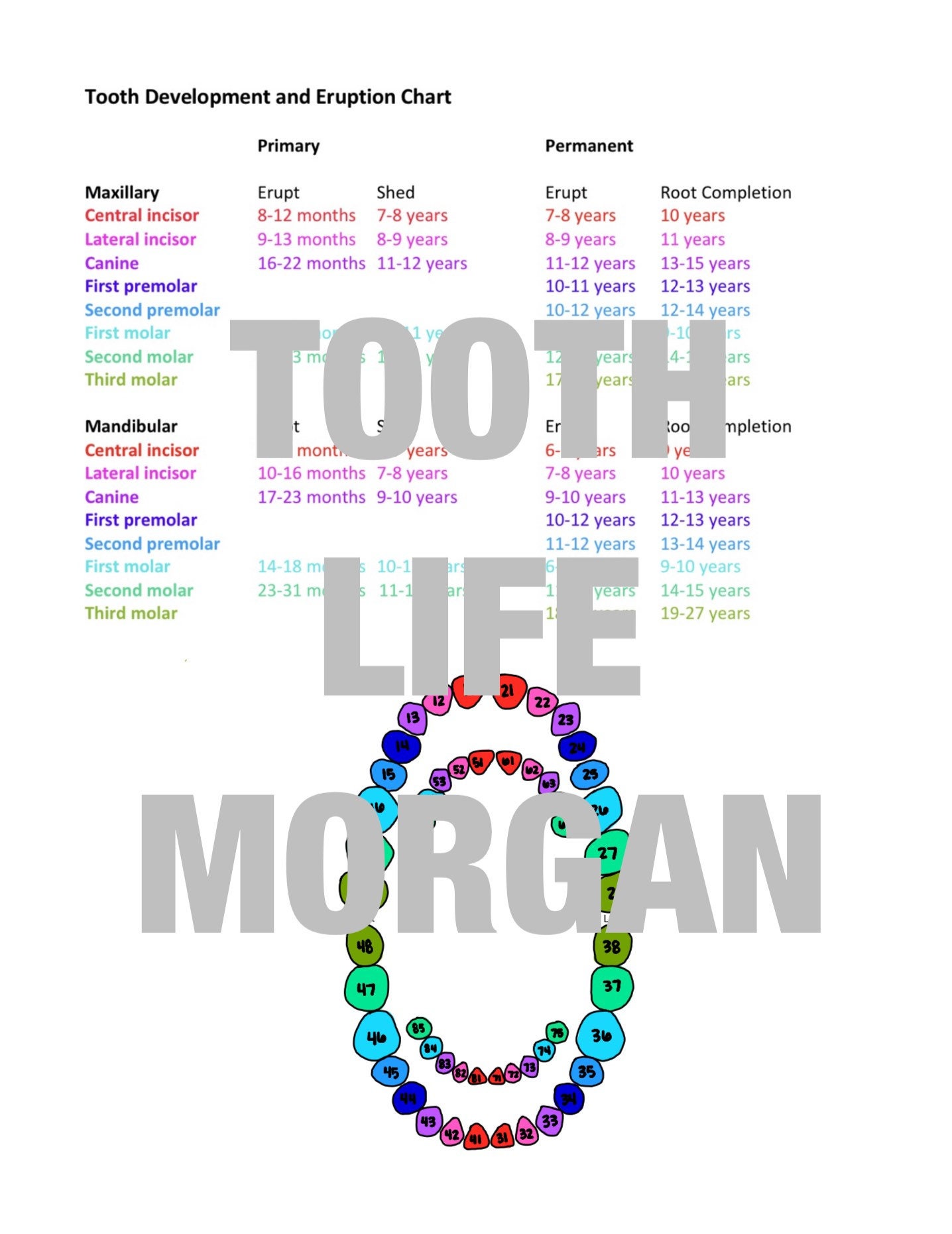 Tooth Eruption Chart, Dentist, Dental Hygiene, Assisting, Assistant ...