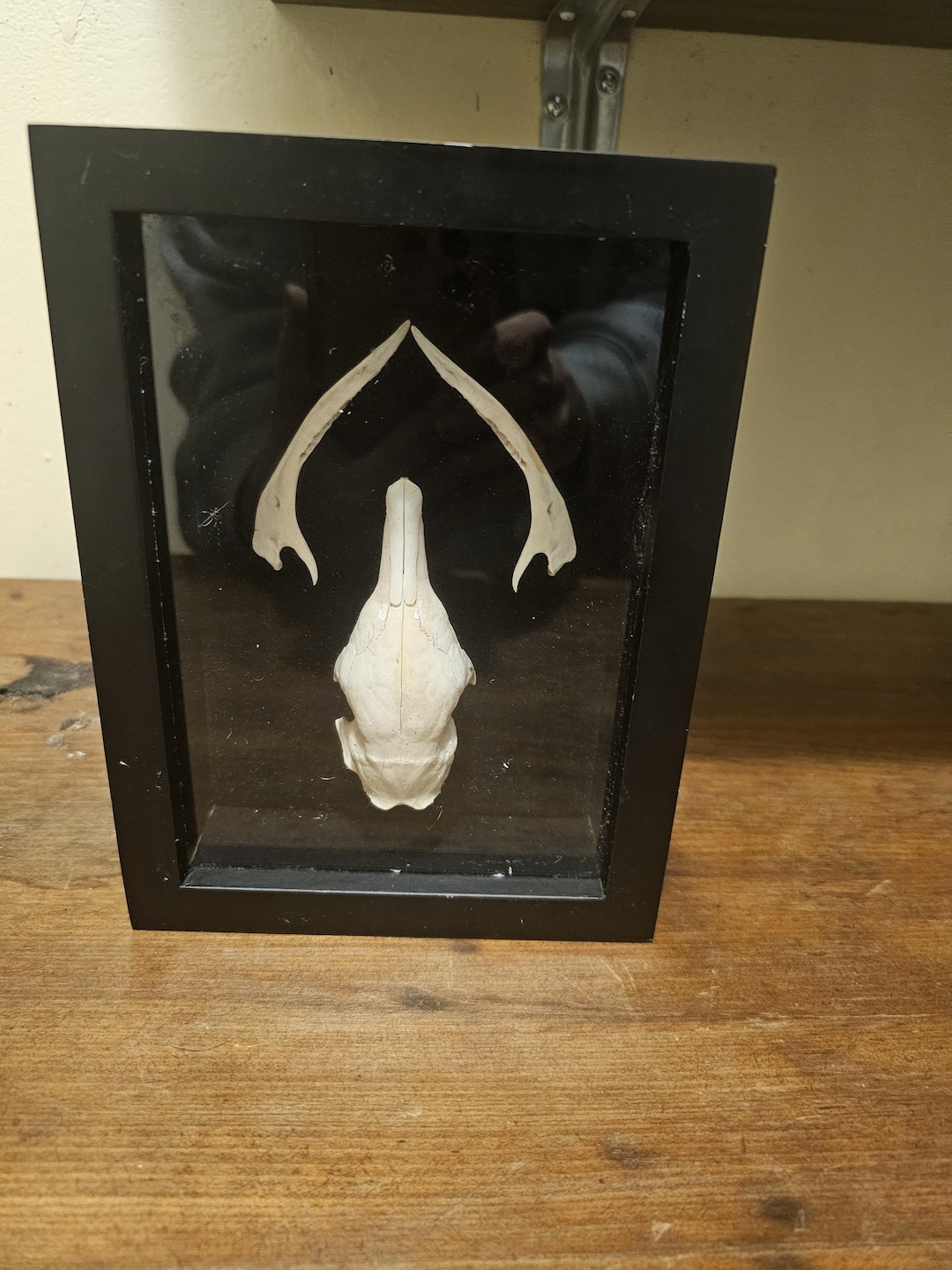 Armadillo Skull Shadowbox - Etsy