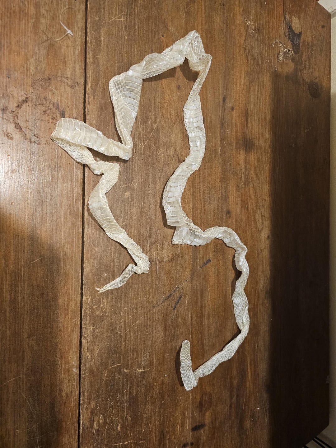 62 Inch Gopher Snake Shed - Etsy