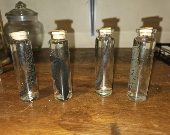 Leeches | Magical Potion Ingredient Jar | Glass Sample Specimen ...