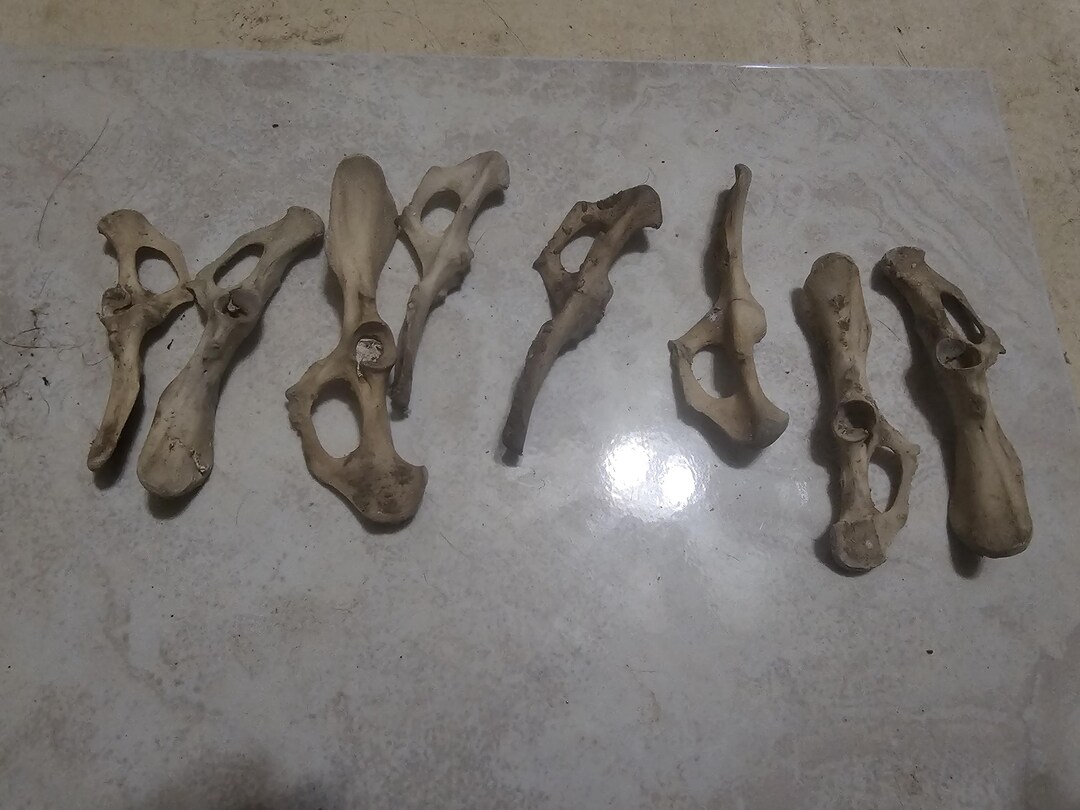 Craft Grade Domestic Rabbit Pelvis Bones - Etsy