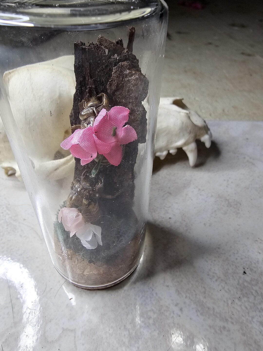 Tall Cicada Shell Terrarium - Etsy