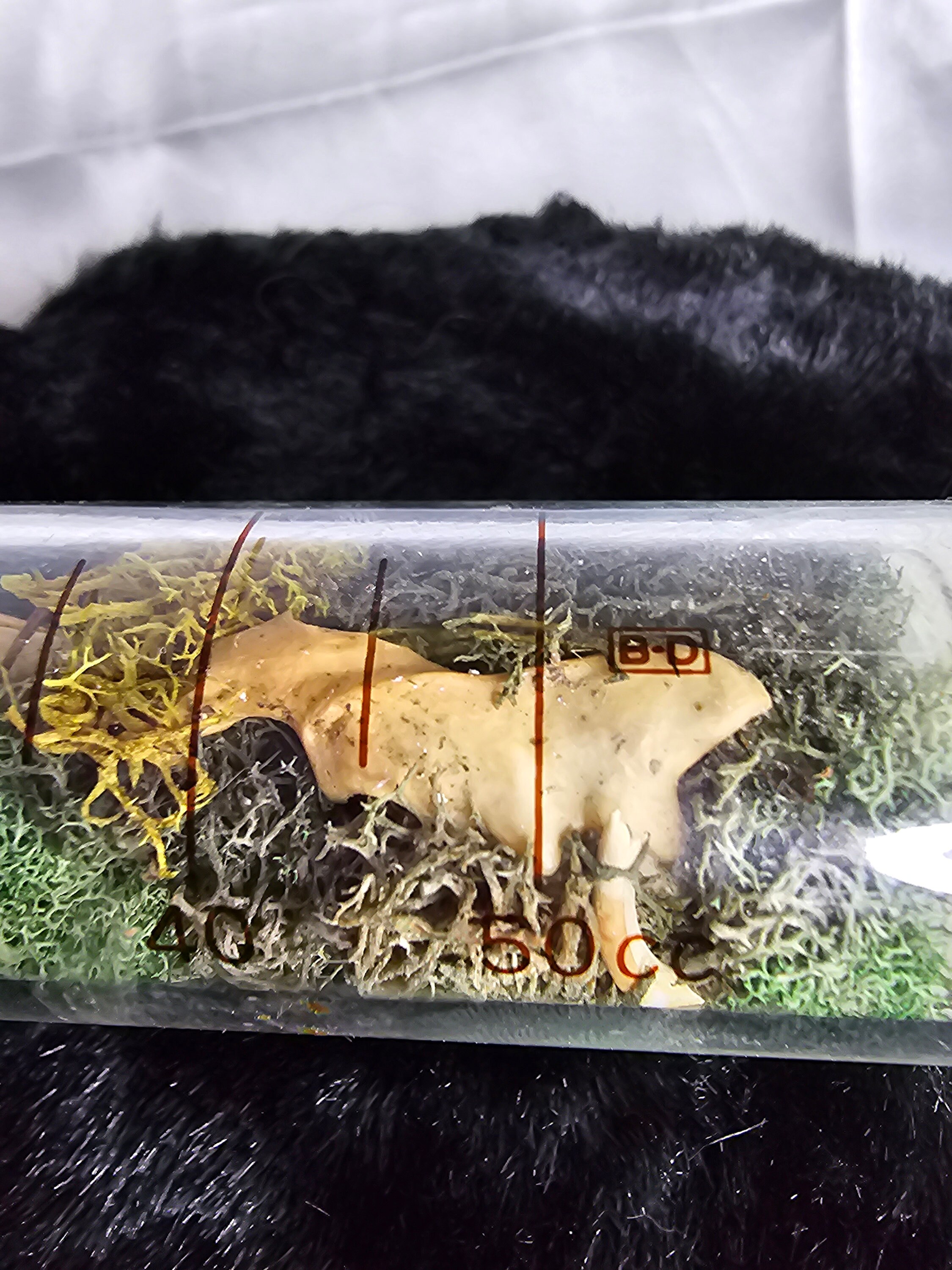 Rat Skull Syring Terrarium Glass Syringe - Etsy