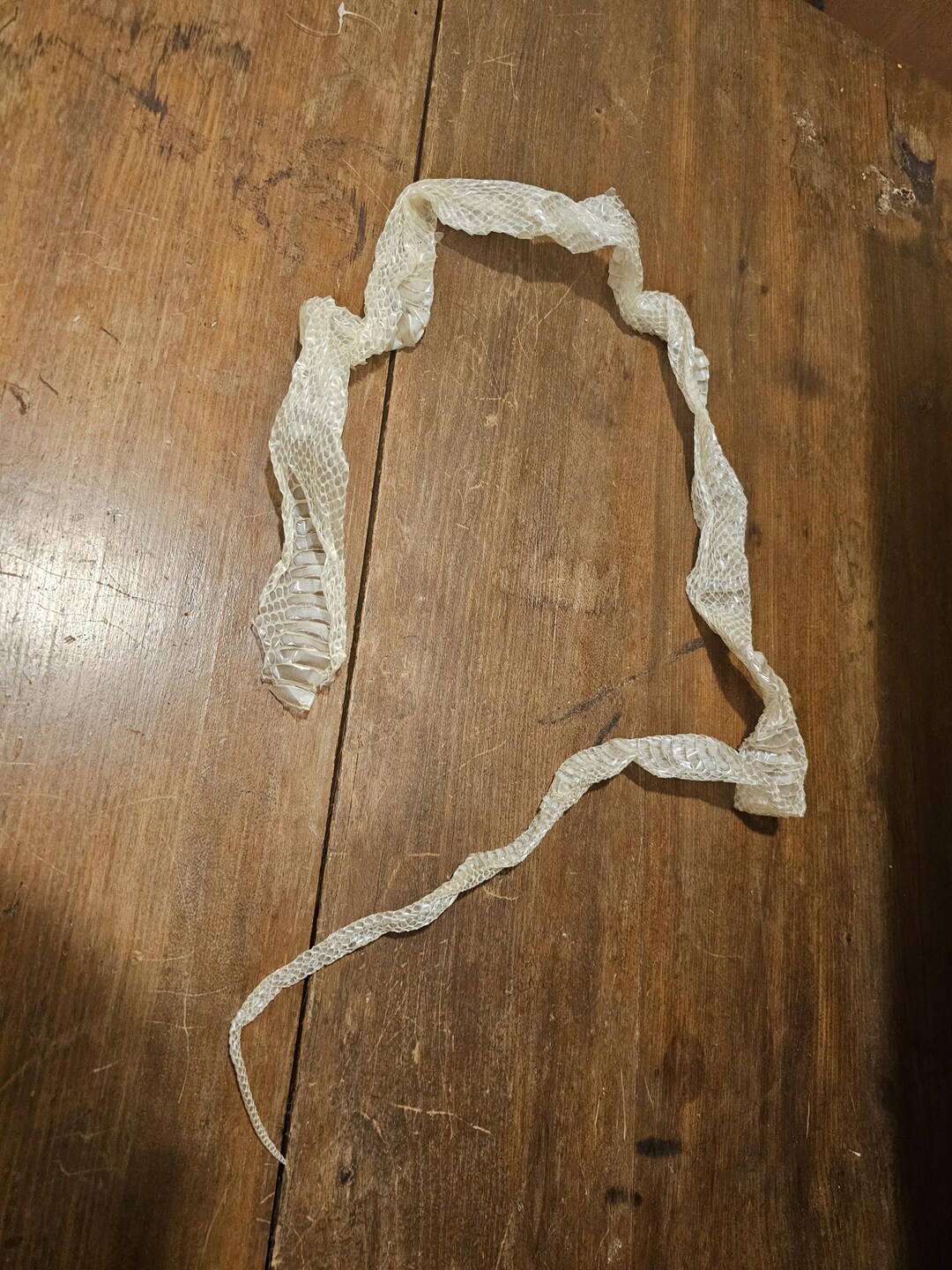 51 Inch Gopher Snake Shed - Etsy