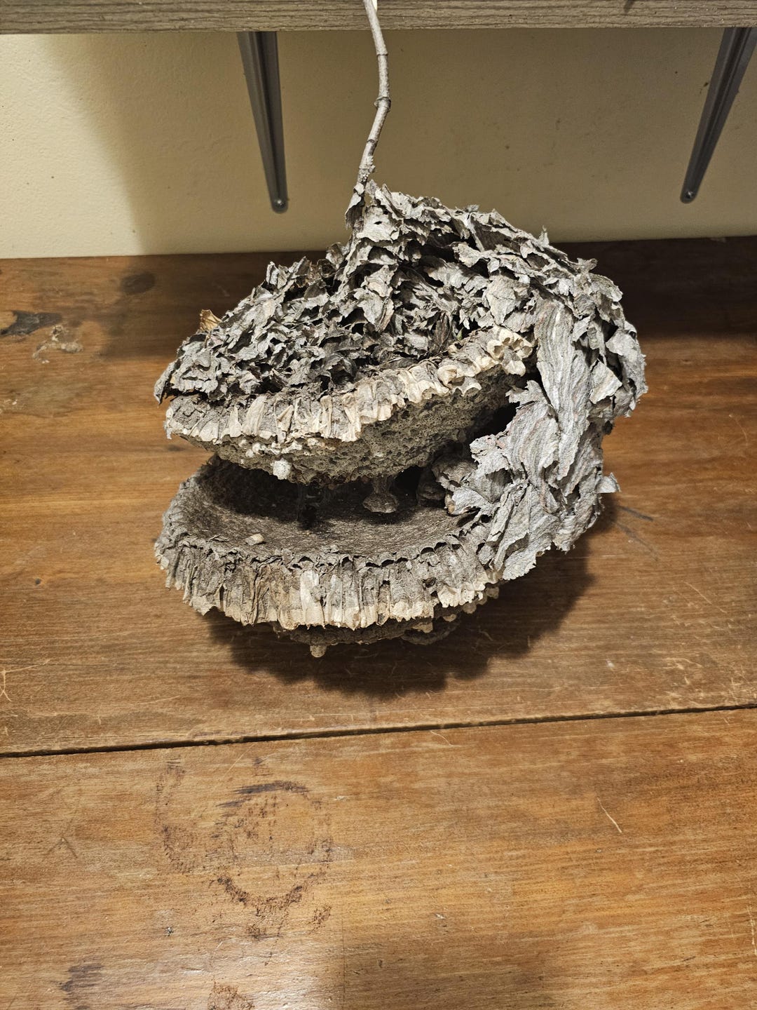 Damaged Paper Wasp Nest - Etsy