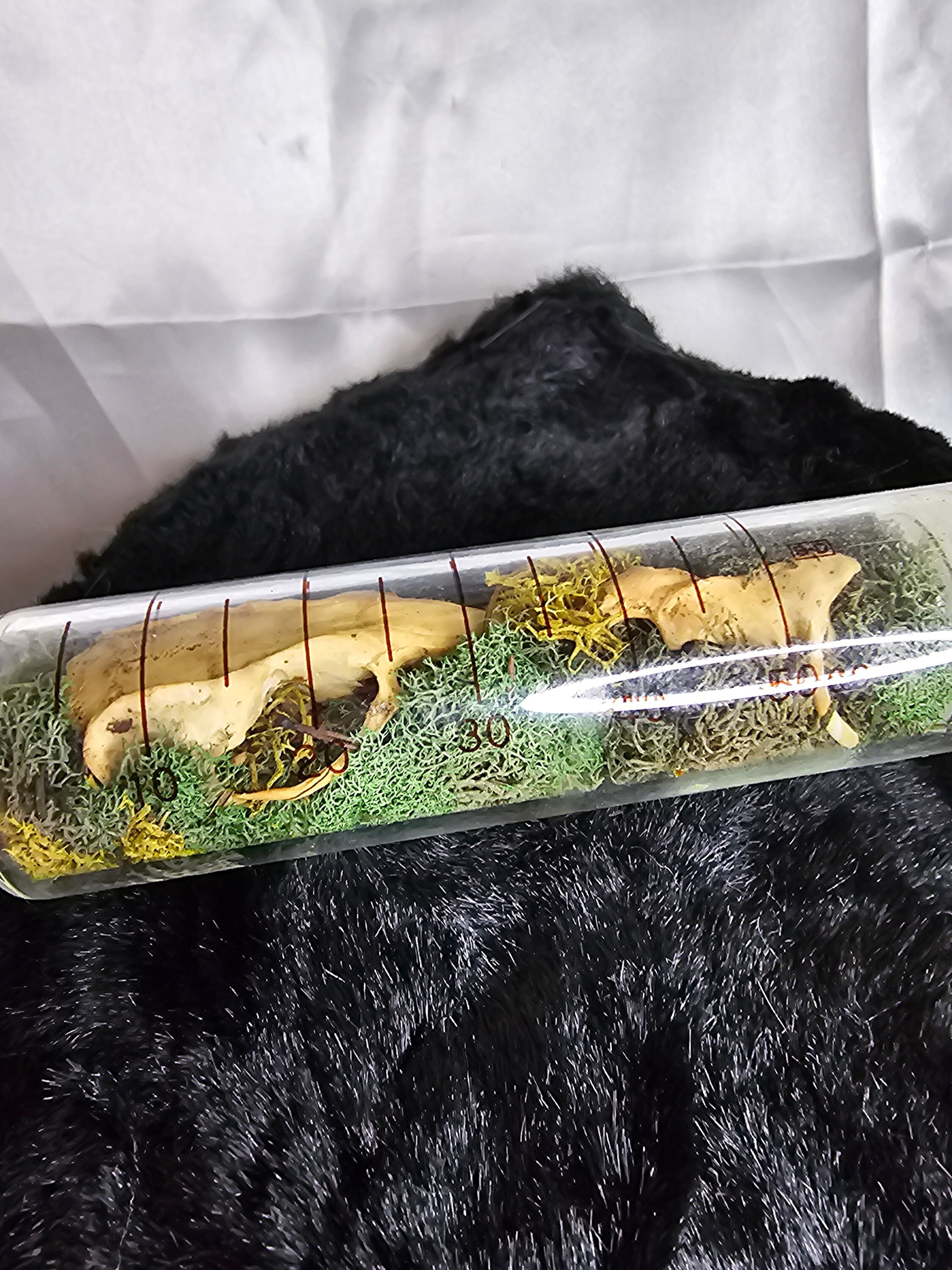 Rat Skull Syring Terrarium Glass Syringe - Etsy