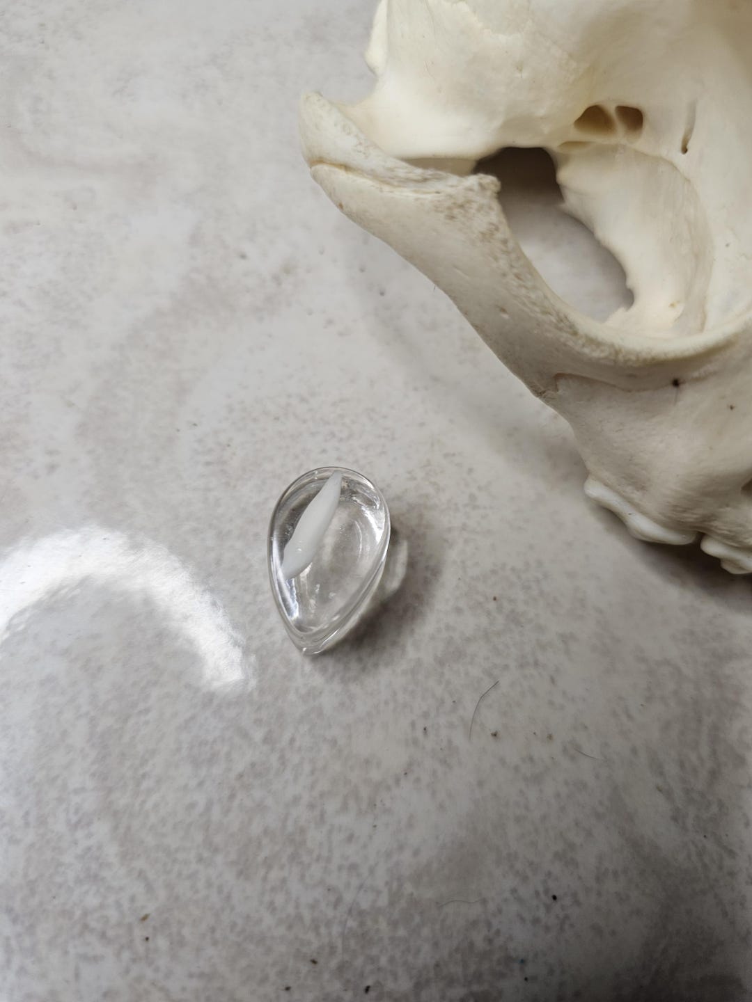 Crystal Clear Teardrop Ear Gauges Dog Tooth - Etsy