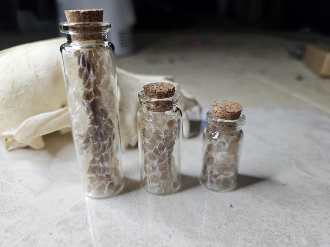 Snake or Tegu Skin Shed Jar - Etsy