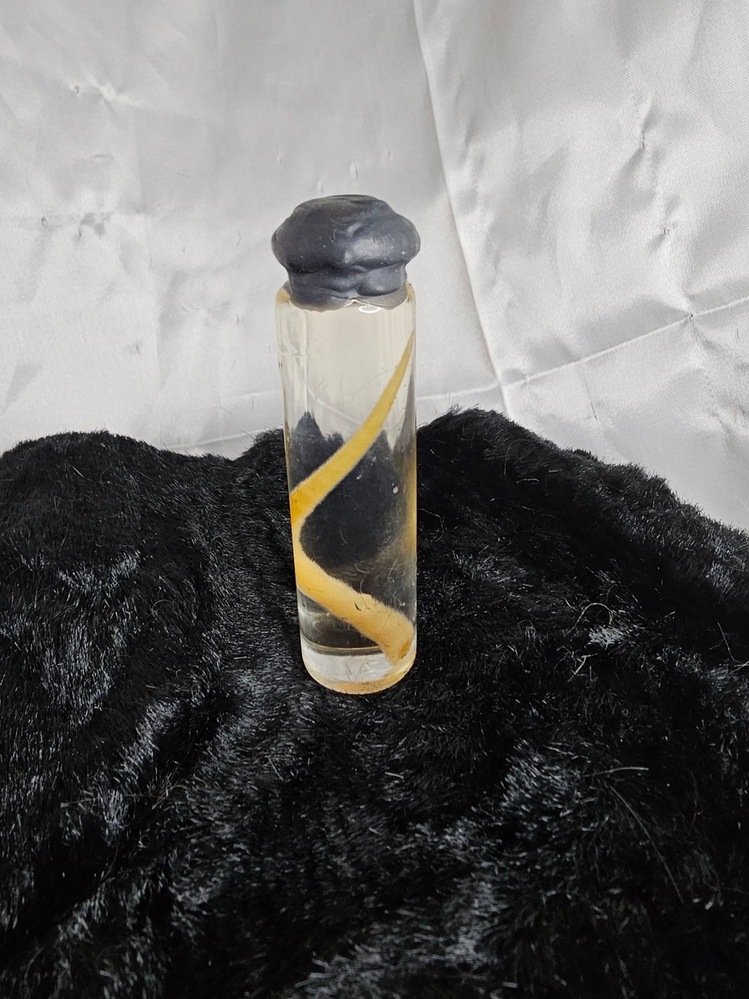 Domestic Rat Tail Wet Specimen - Etsy