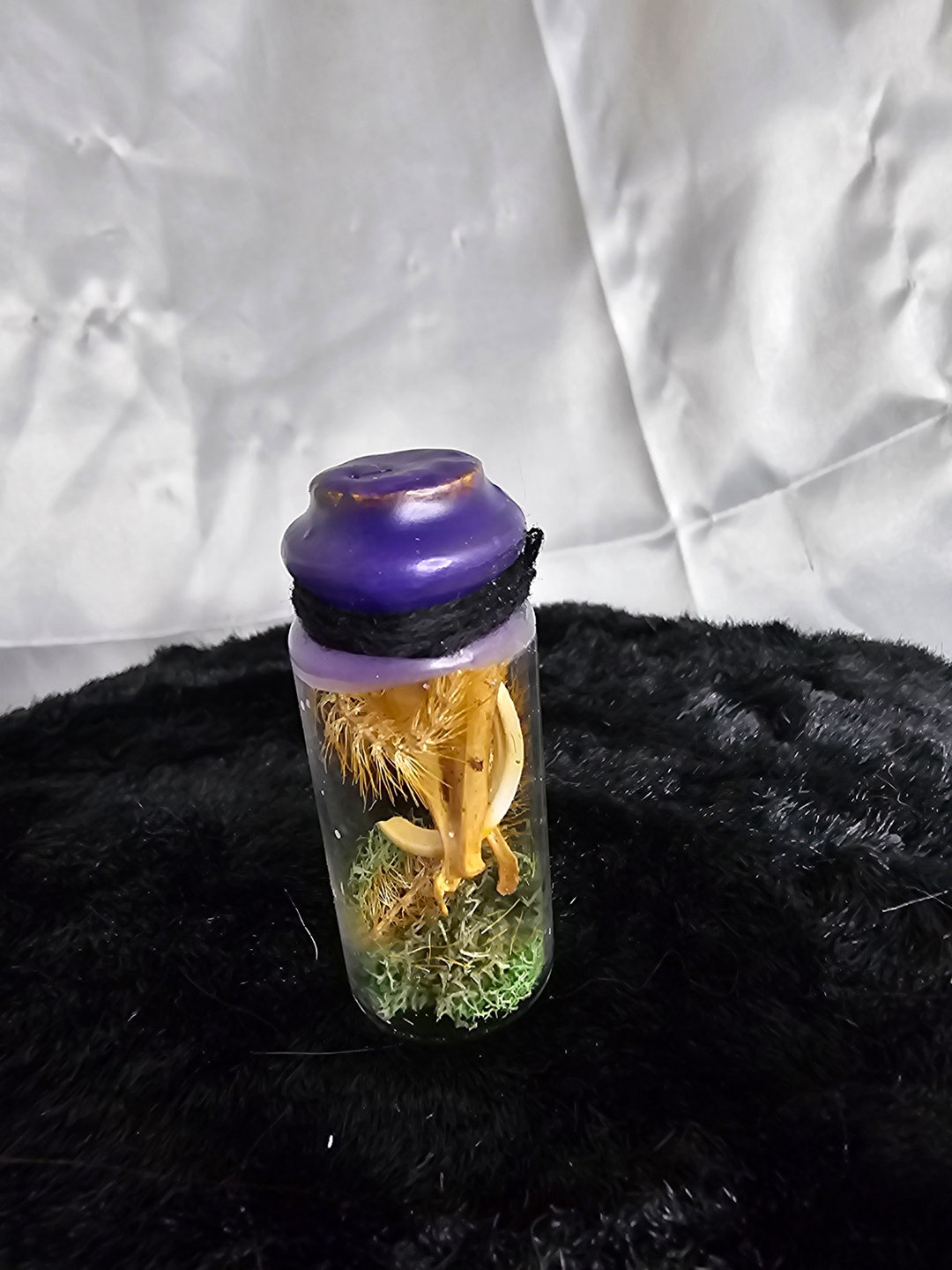 Rat Scapula and Tooth Terrarium - Etsy