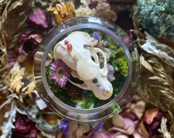 Skull Terrarium | Etsy