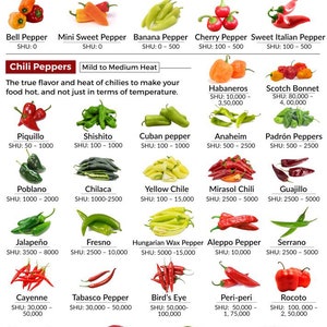 30 Different Types of Peppers Poster, Kitchen Posters, Posters About ...