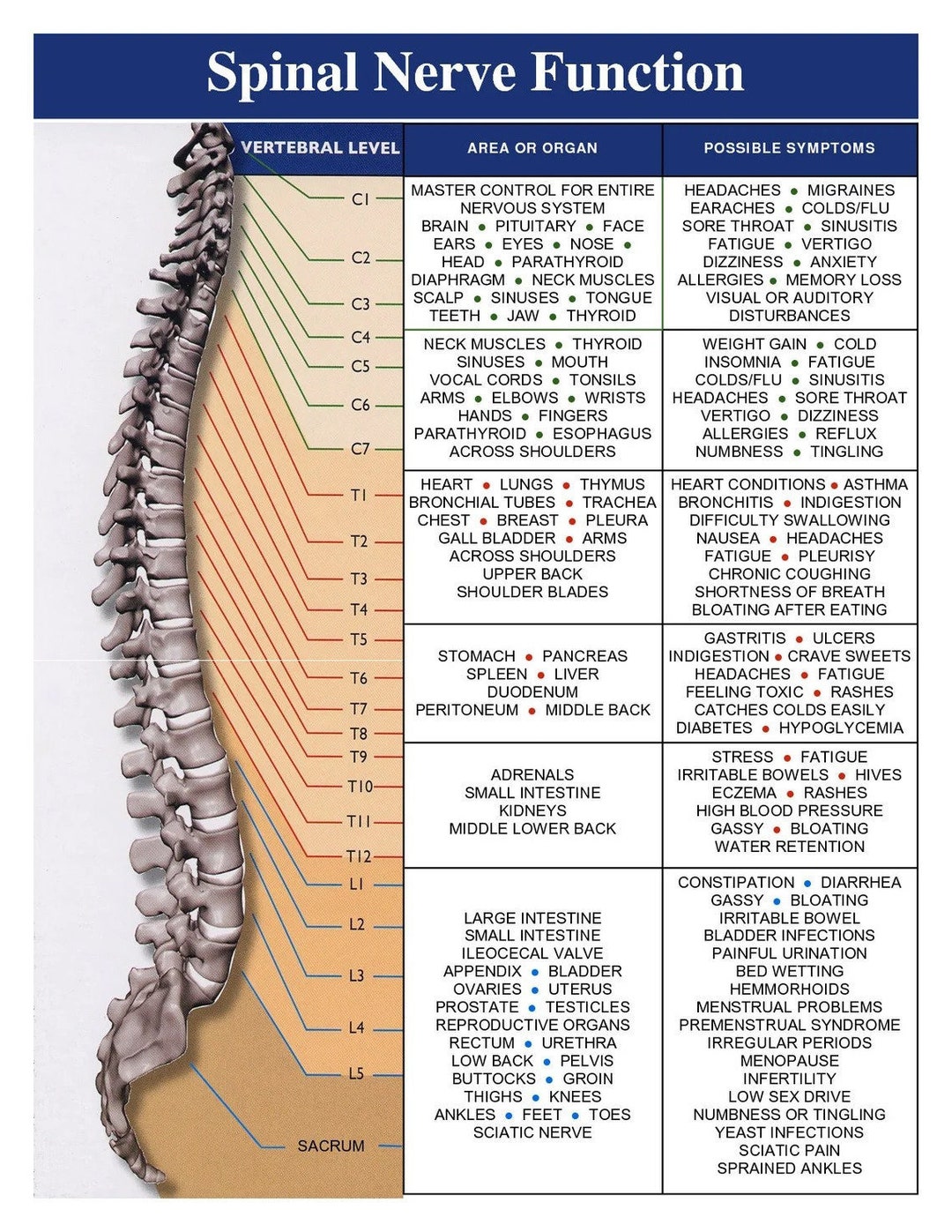 Spinal Cord Nerve Functions Poster, Anatomy Poster, Knowledge of Spinal ...