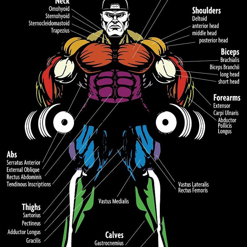 Bodybuilding Anatomy Chart - Etsy