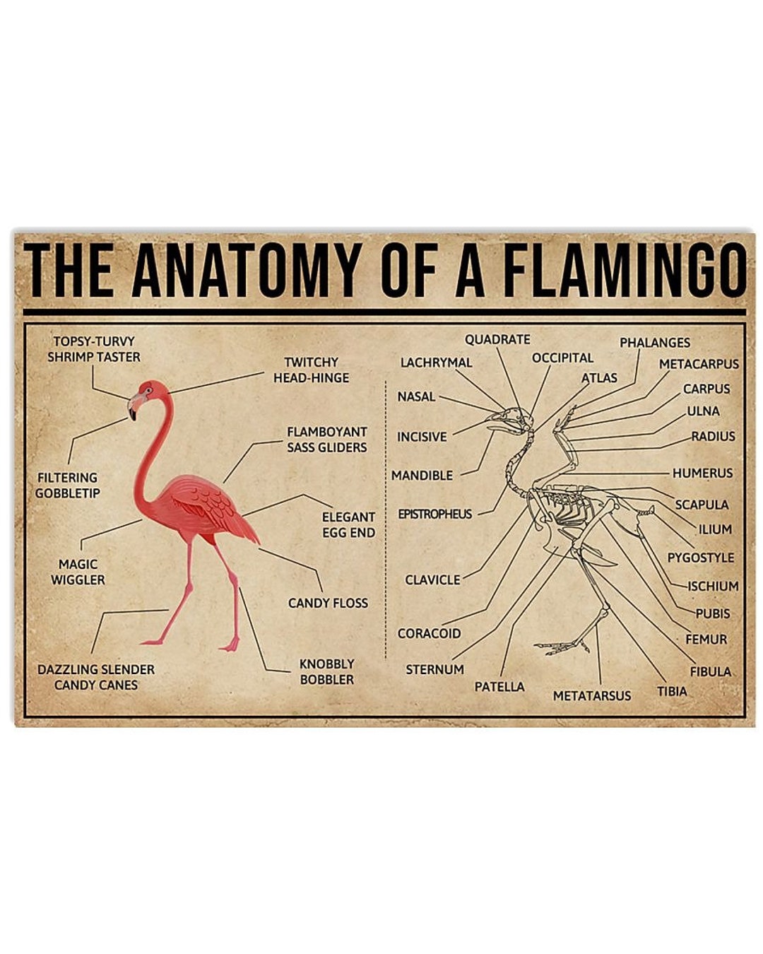 The Anatomy of A Flamingo Horizontal Poster - Etsy